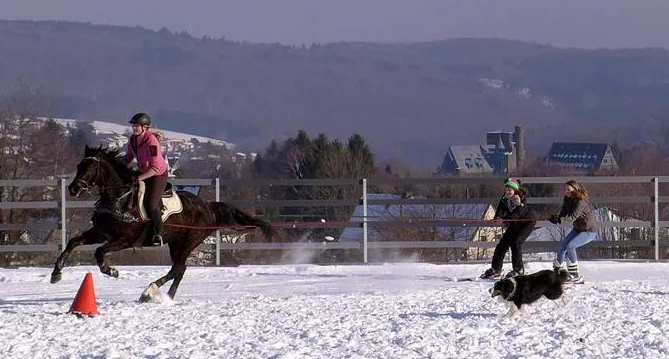 Galerie - Pferdepension Unzeitig